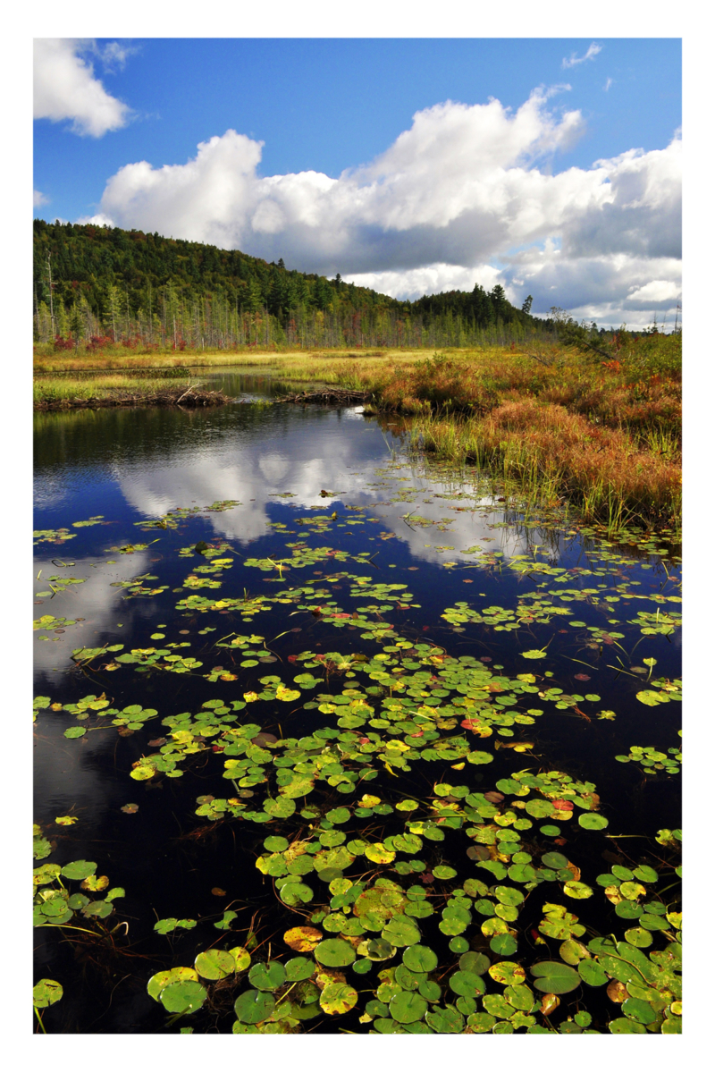 Brown Tract Ponds – Long Lake