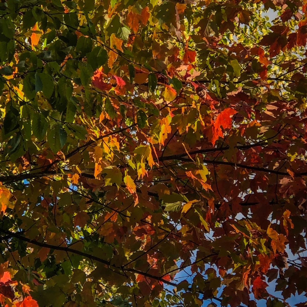 Long Lake – An Adirondack Vacation Destination